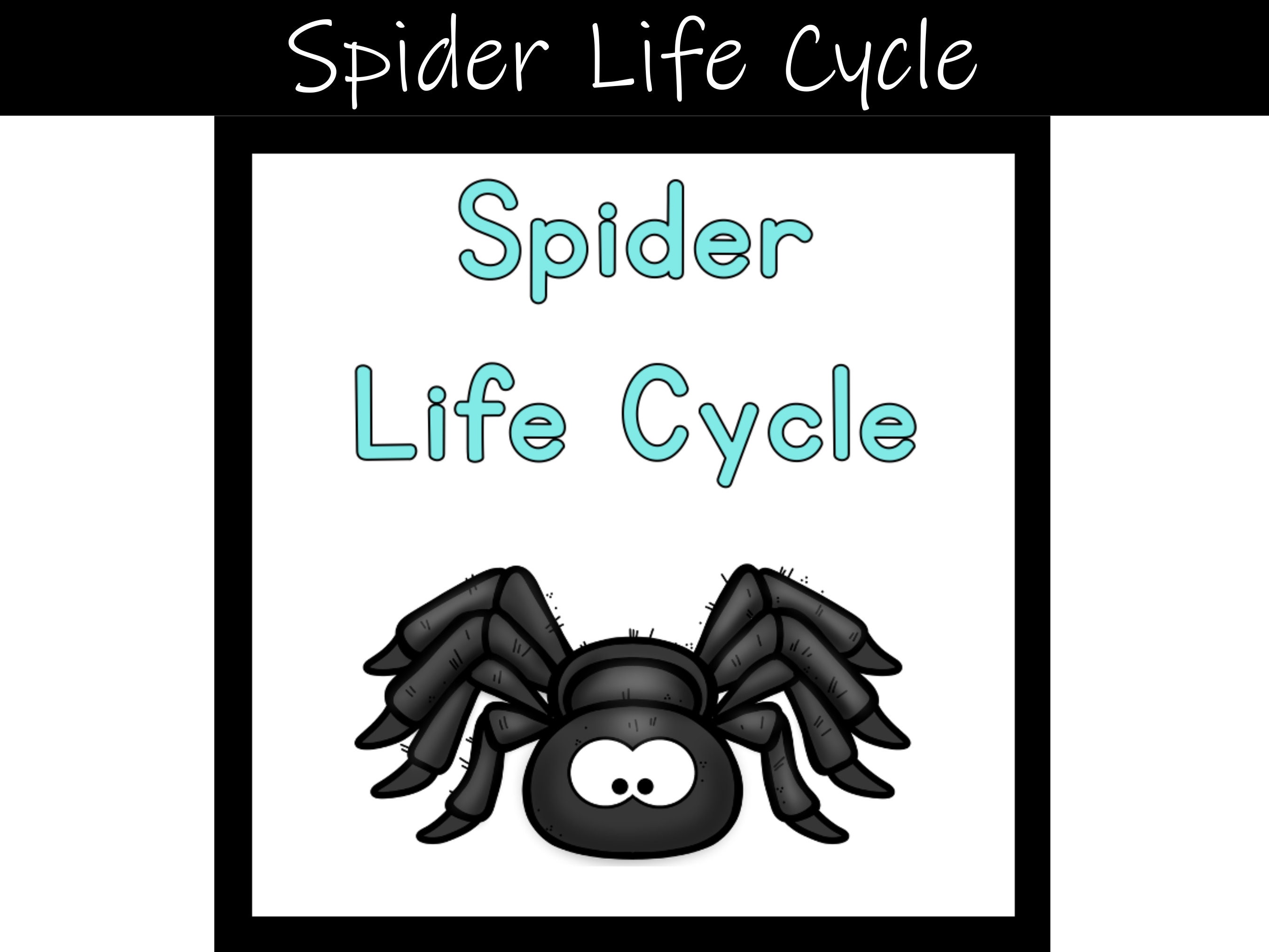 Spider Life Cycle Digital Download Products Teacher Resources - Etsy