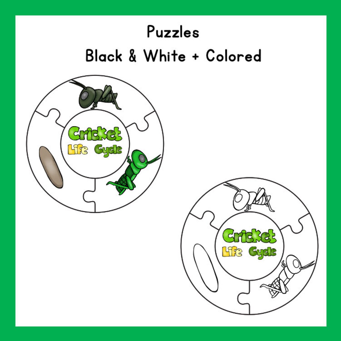 Cricket Life Cycle | Digital Download Products | Teacher Resources - Etsy