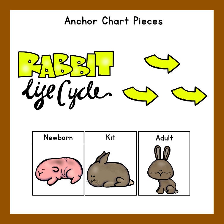 Rabbit Life Cycle | Digital Download Products | Teacher Resources - Etsy