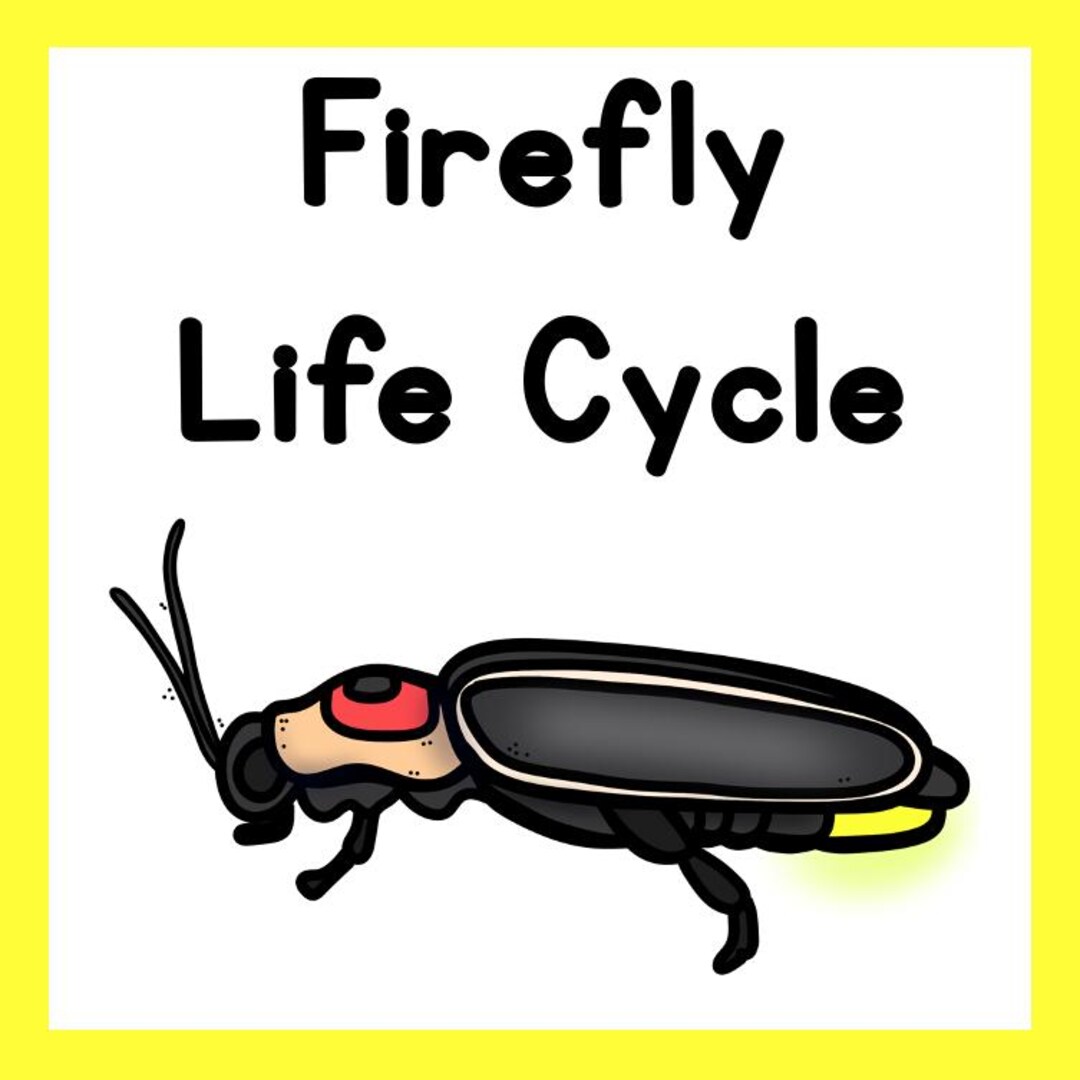 Firefly Life Cycle | Digital Download Products | Teacher Resources - Etsy