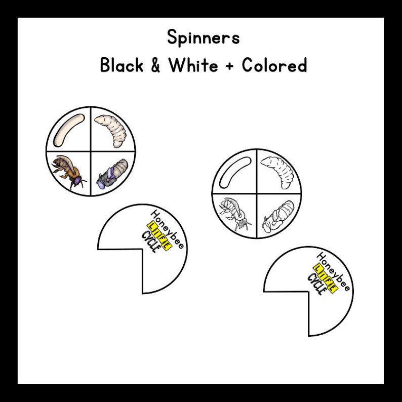 Honeybee Life Cycle | Digital Download Products | Teacher Resources ...