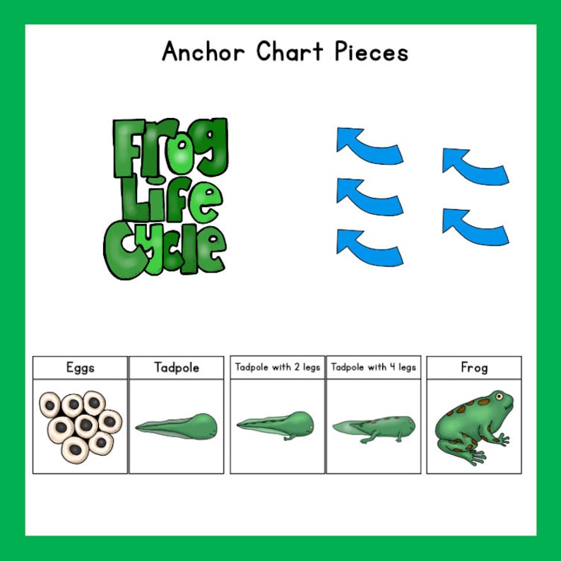 Frog Life Cycle | Digital Download Products | Teacher Resources - Etsy