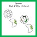 Cricket Life Cycle | Digital Download Products | Teacher Resources - Etsy