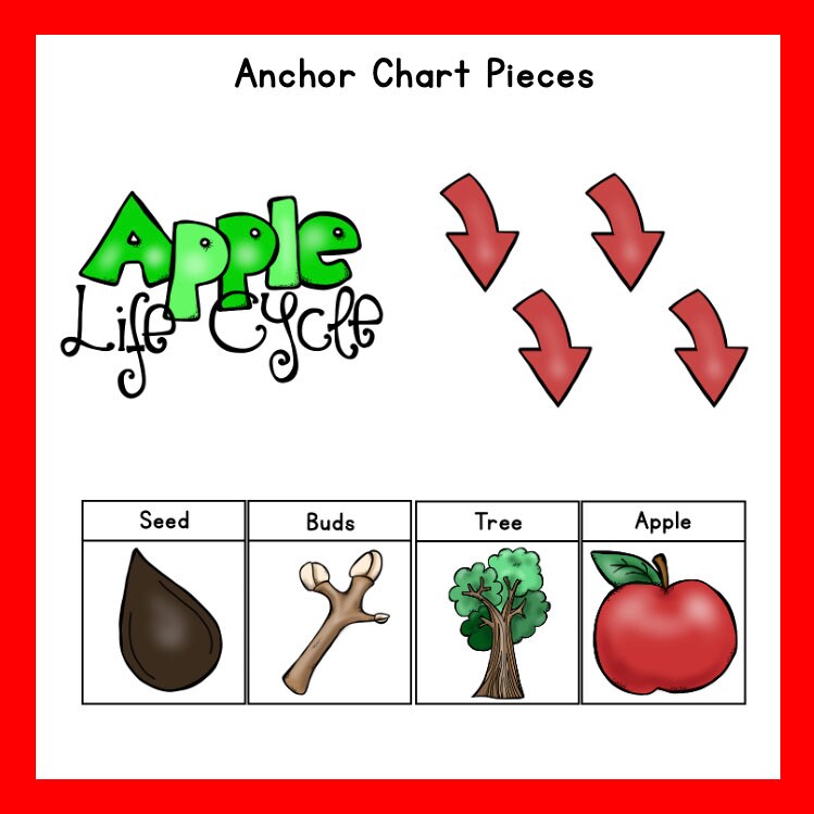 Apple Life Cycle Digital Download Products Teacher Resources - Etsy