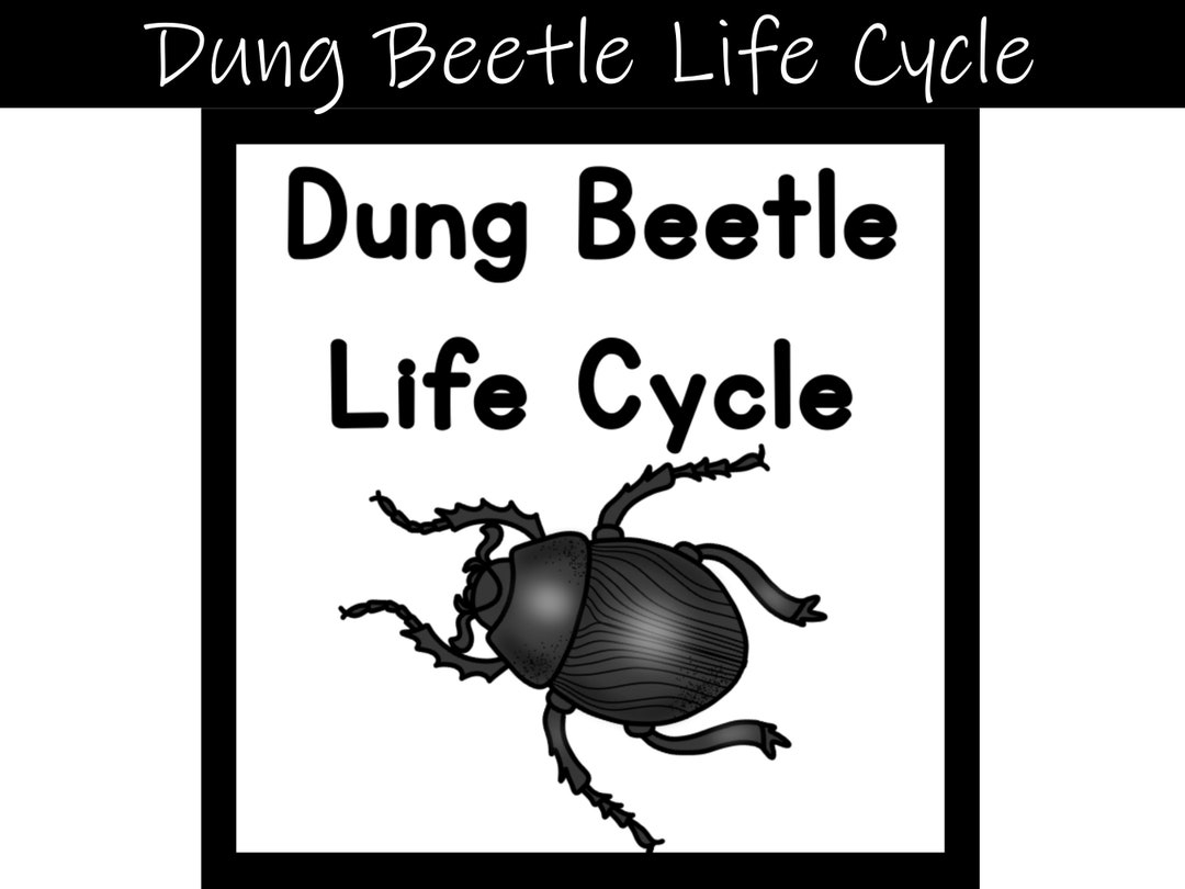 Dung Beetle Life Cycle Digital Download Products Teacher Resources - Etsy