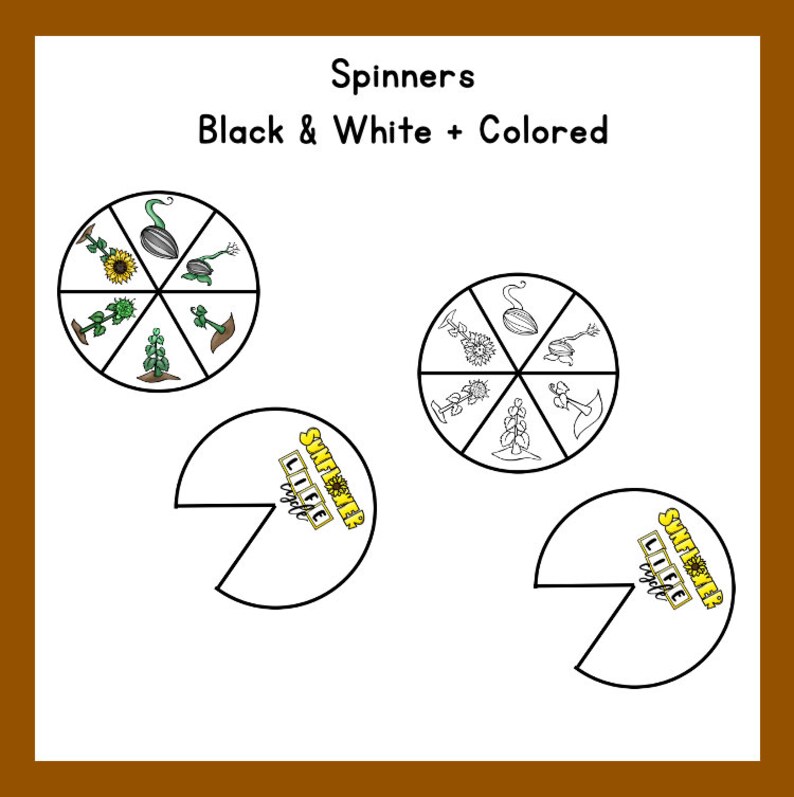 Sunflower Life Cycle | Digital Download Products | Teacher Resources - Etsy