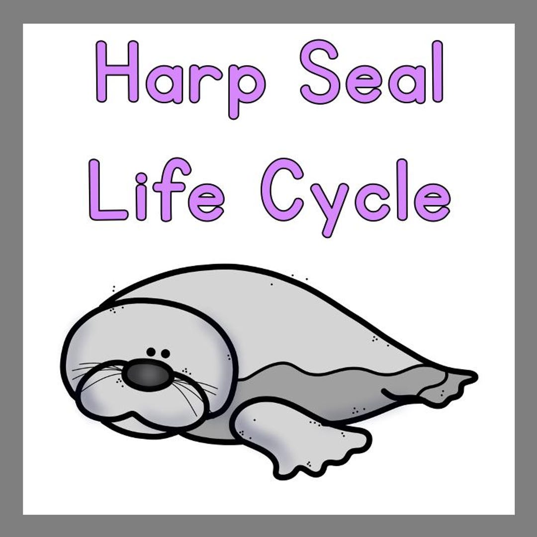Harp Seal Life Cycle | Digital Download Products | Teacher Resources - Etsy