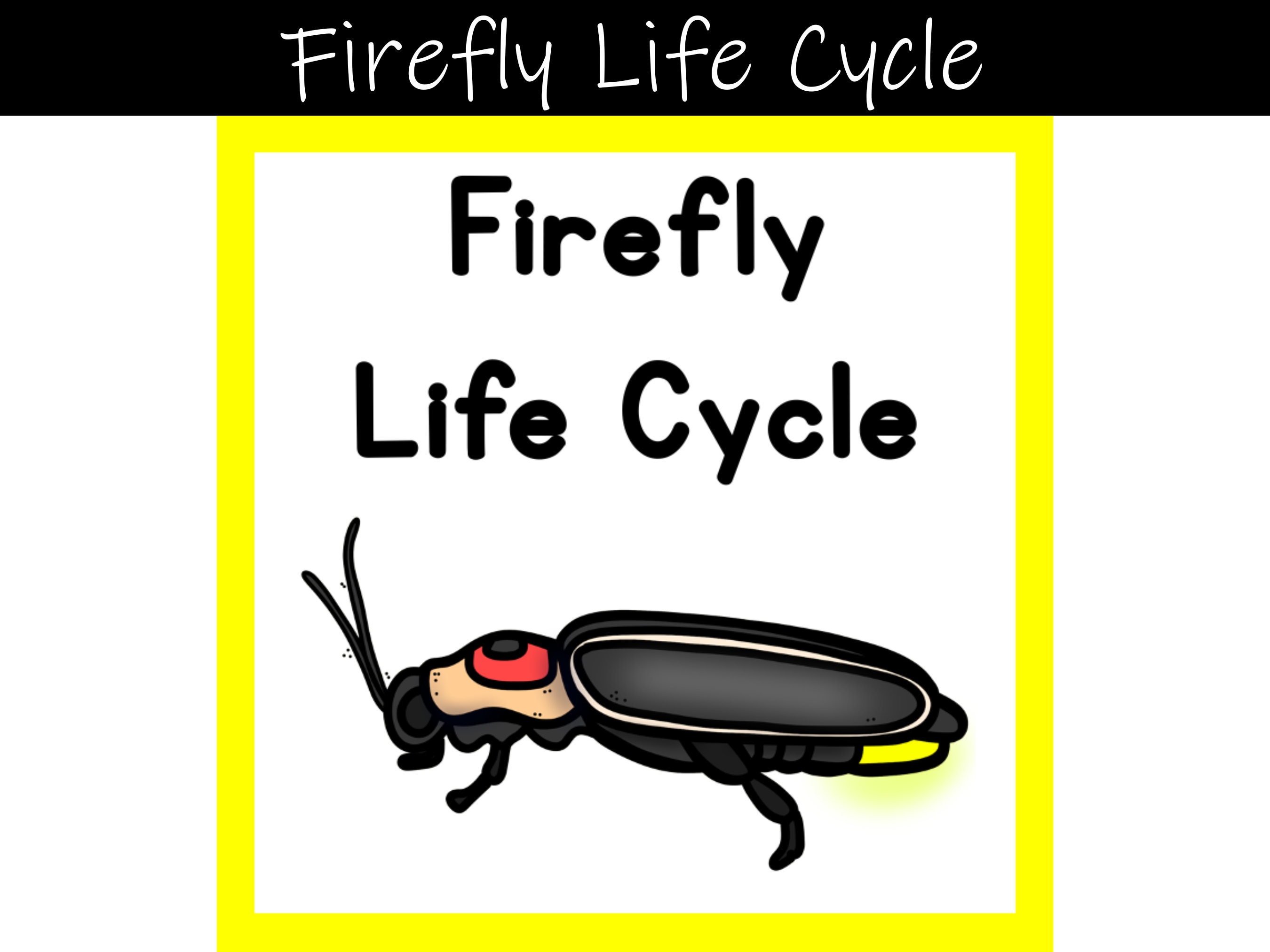 Firefly Life Cycle Digital Download Products Teacher Resources - Etsy