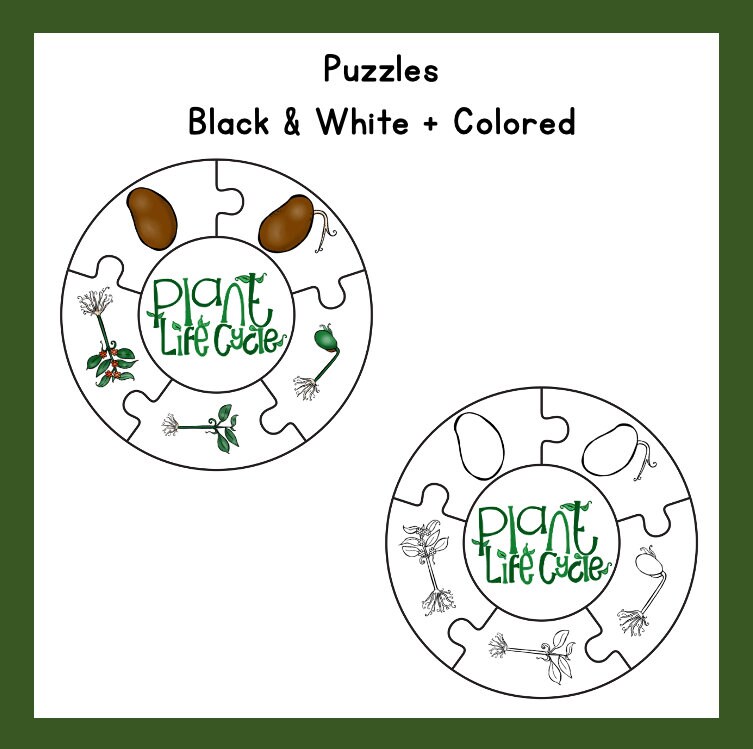 Plant Life Cycle | Digital Download Products | Teacher Resources - Etsy