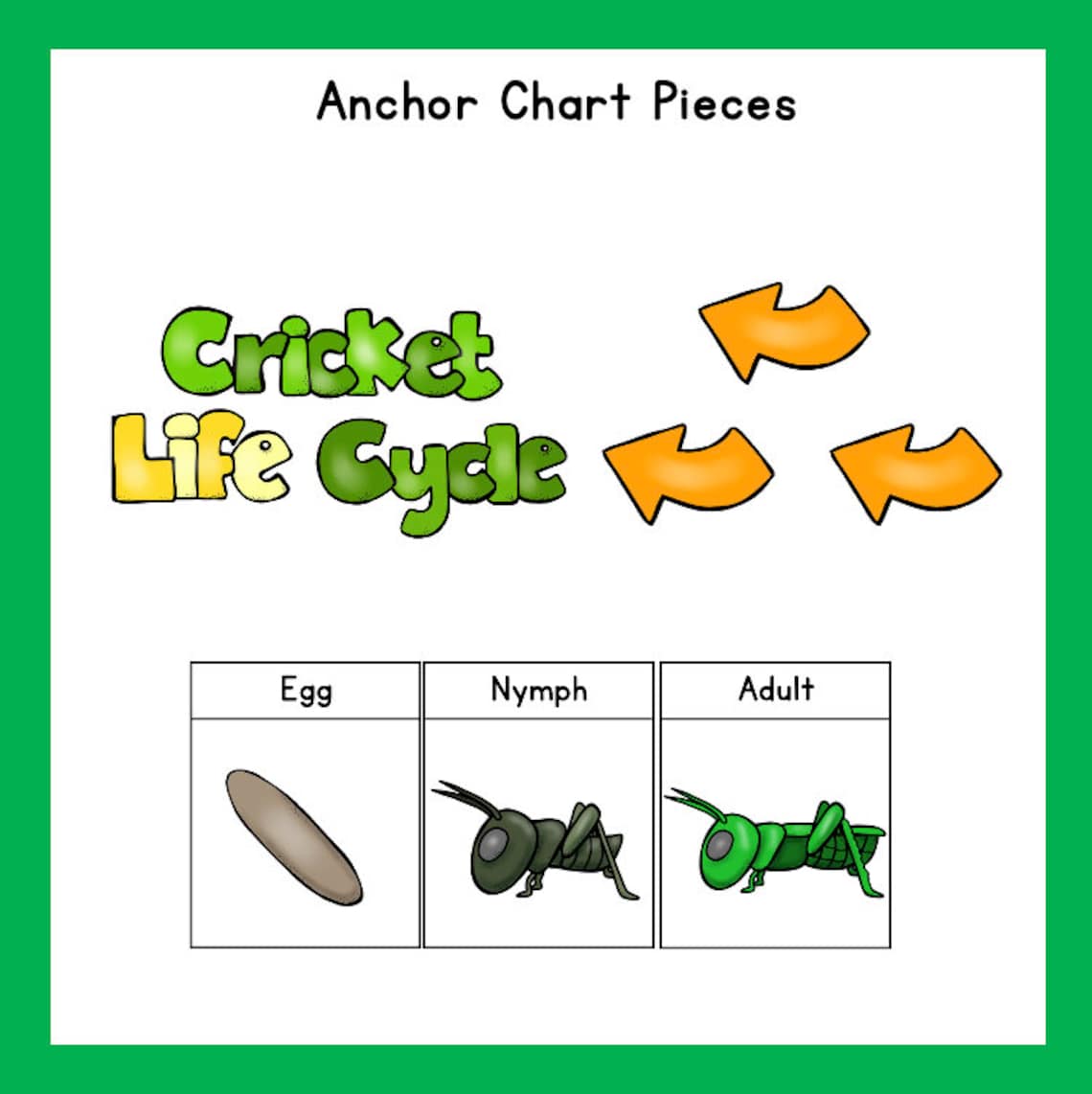 Cricket Life Cycle | Digital Download Products | Teacher Resources - Etsy