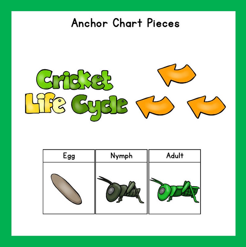 Cricket Life Cycle | Digital Download Products | Teacher Resources - Etsy