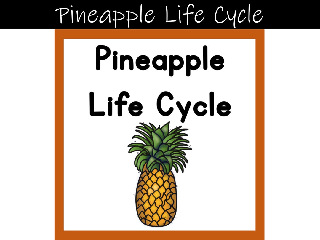 Pineapple Life Cycle Digital Download Products Teacher Resources - Etsy
