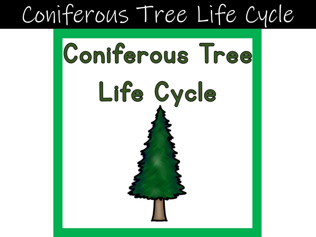 Coniferous Tree Life Cycle Digital Download Products Teacher Resources ...