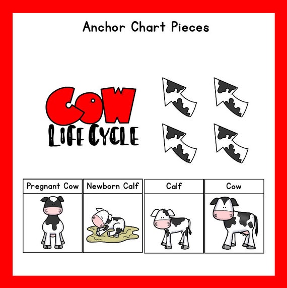 What Is A Cows Cycle