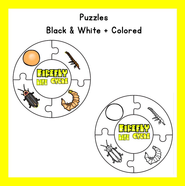 Firefly Life Cycle | Digital Download Products | Teacher Resources - Etsy