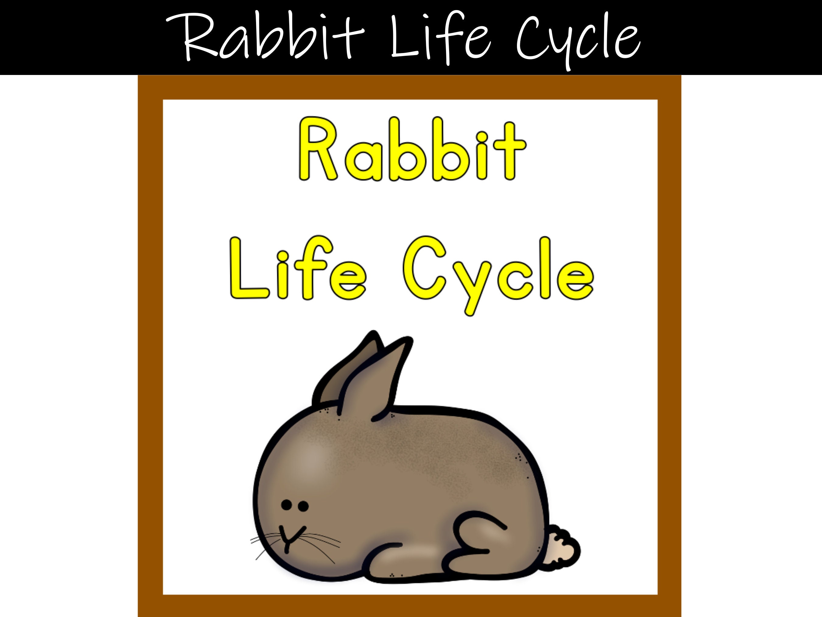 Rabbit Life Cycle Digital Download Products Teacher Resources - Etsy