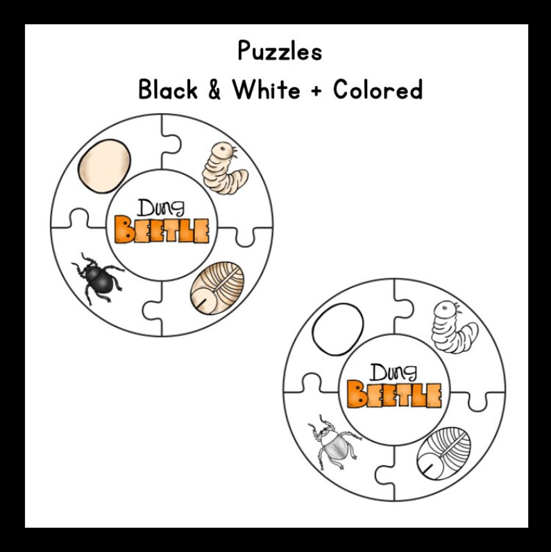 Dung Beetle Life Cycle | Digital Download Products | Teacher Resources ...