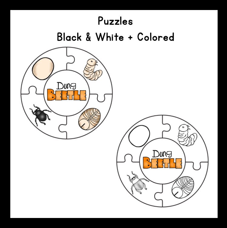 Dung Beetle Life Cycle | Digital Download Products | Teacher Resources ...