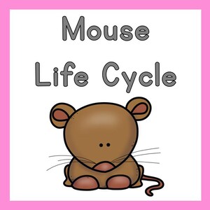 Mouse Life Cycle | Digital Download Products | Teacher Resources - Etsy