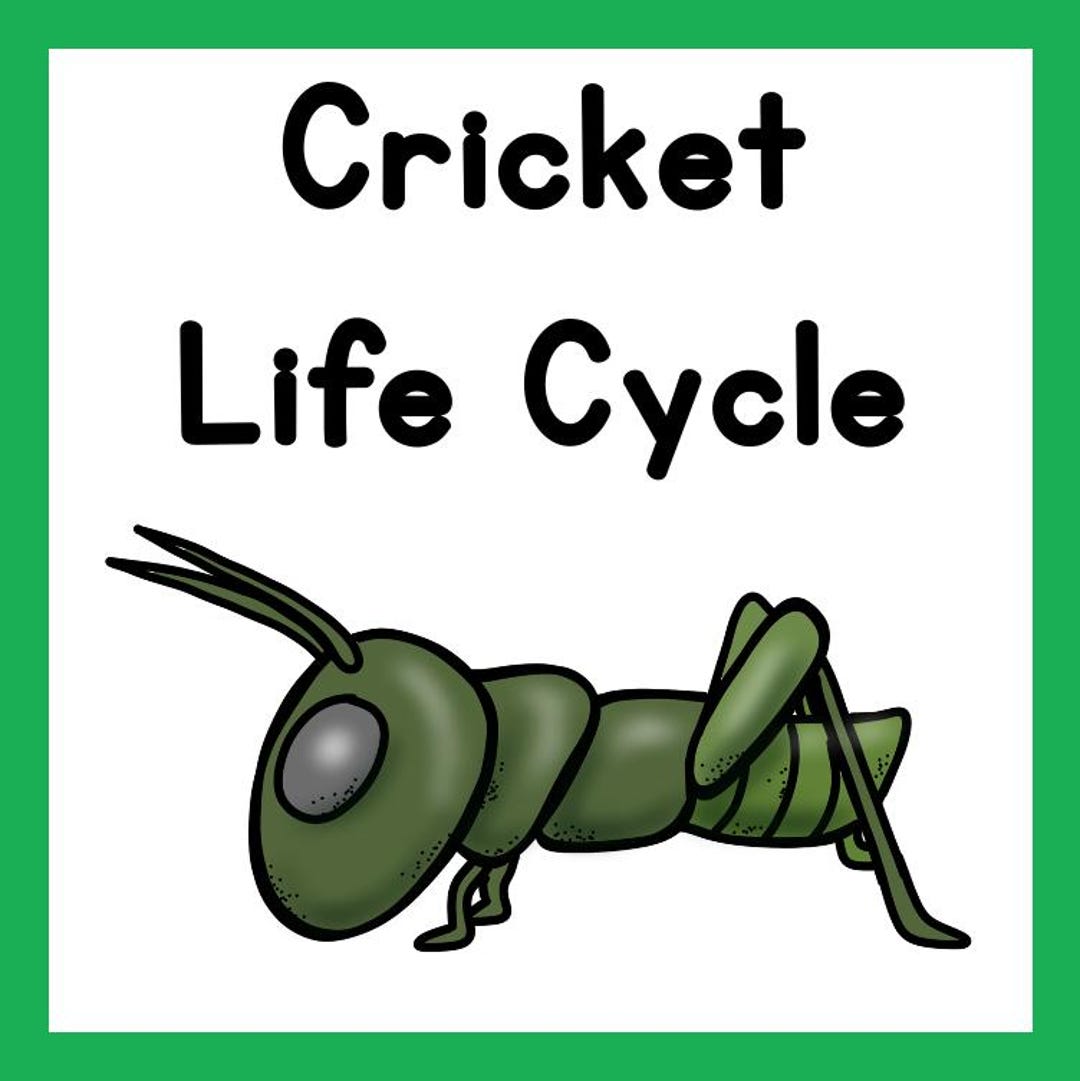 Cricket Life Cycle | Digital Download Products | Teacher Resources - Etsy