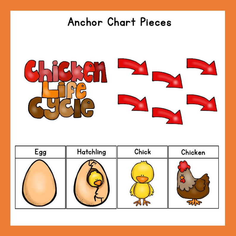 Chicken Life Cycle | Digital Download Products | Teacher Resources - Etsy