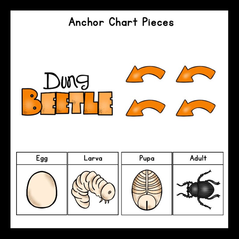 Dung Beetle Life Cycle | Digital Download Products | Teacher Resources ...