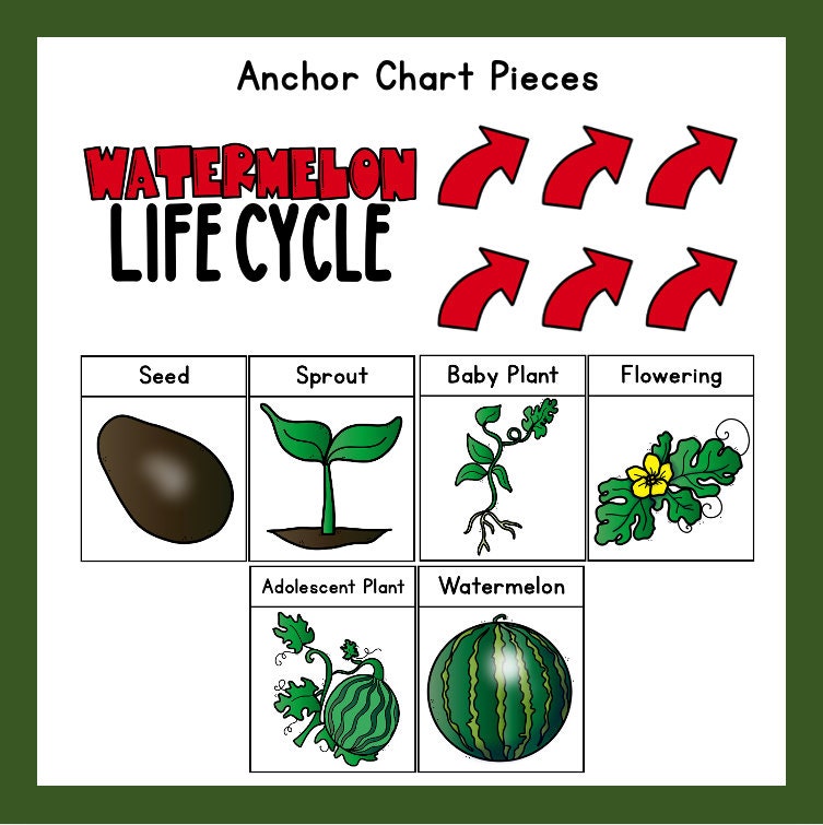 Watermelon Life Cycle | Digital Download Products | Teacher Resources ...