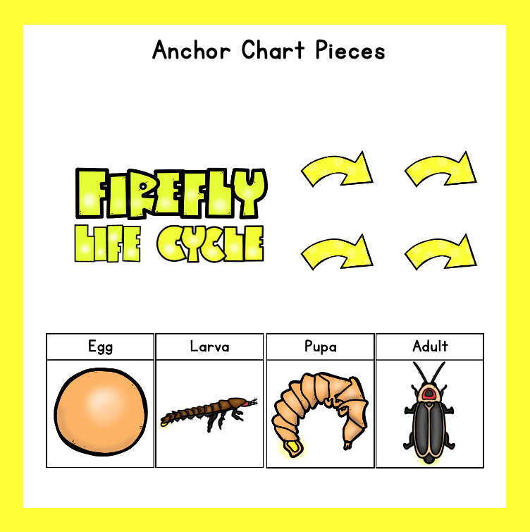 Firefly Life Cycle | Digital Download Products | Teacher Resources - Etsy