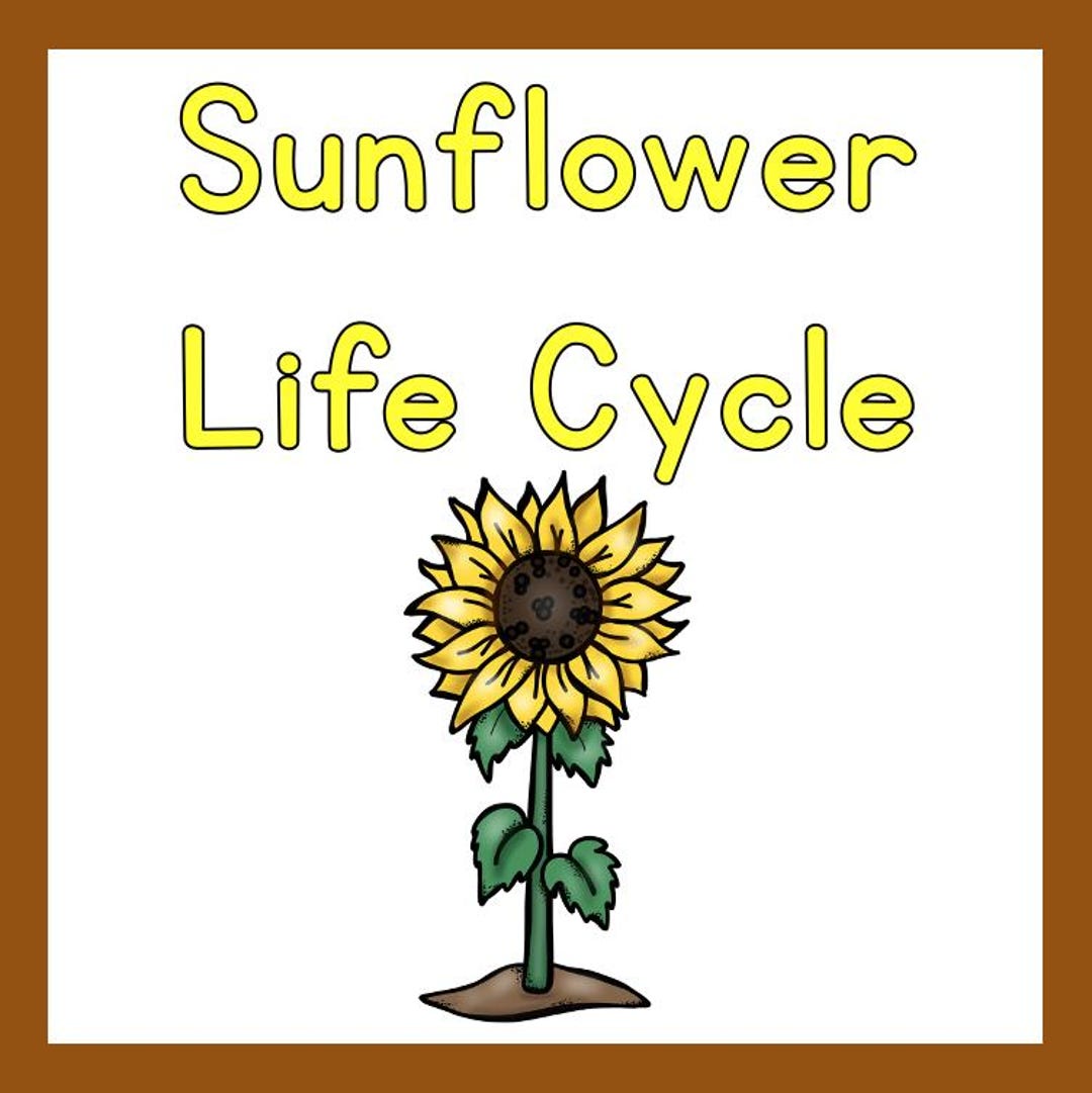 Sunflower Life Cycle | Digital Download Products | Teacher Resources - Etsy