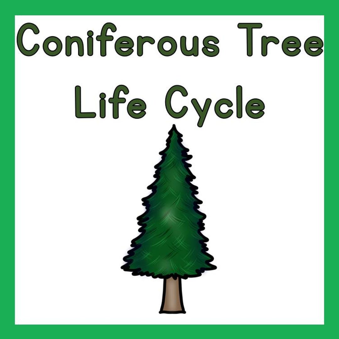 Coniferous Tree Life Cycle | Digital Download Products | Teacher ...