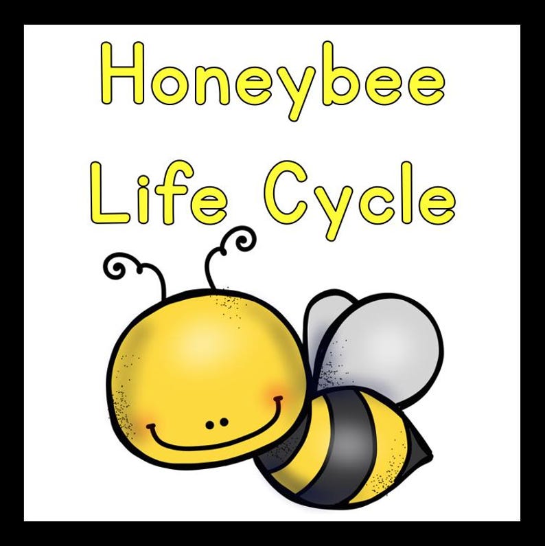 Honeybee Life Cycle | Digital Download Products | Teacher Resources ...
