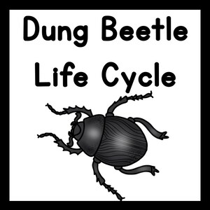 Dung Beetle Life Cycle | Digital Download Products | Teacher Resources ...