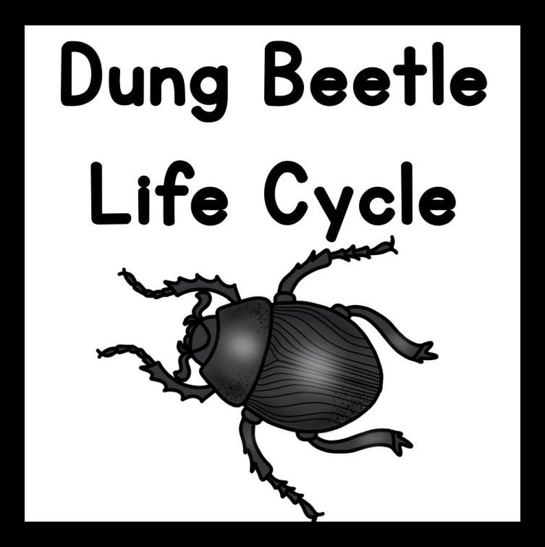 Dung Beetle Life Cycle | Digital Download Products | Teacher Resources ...