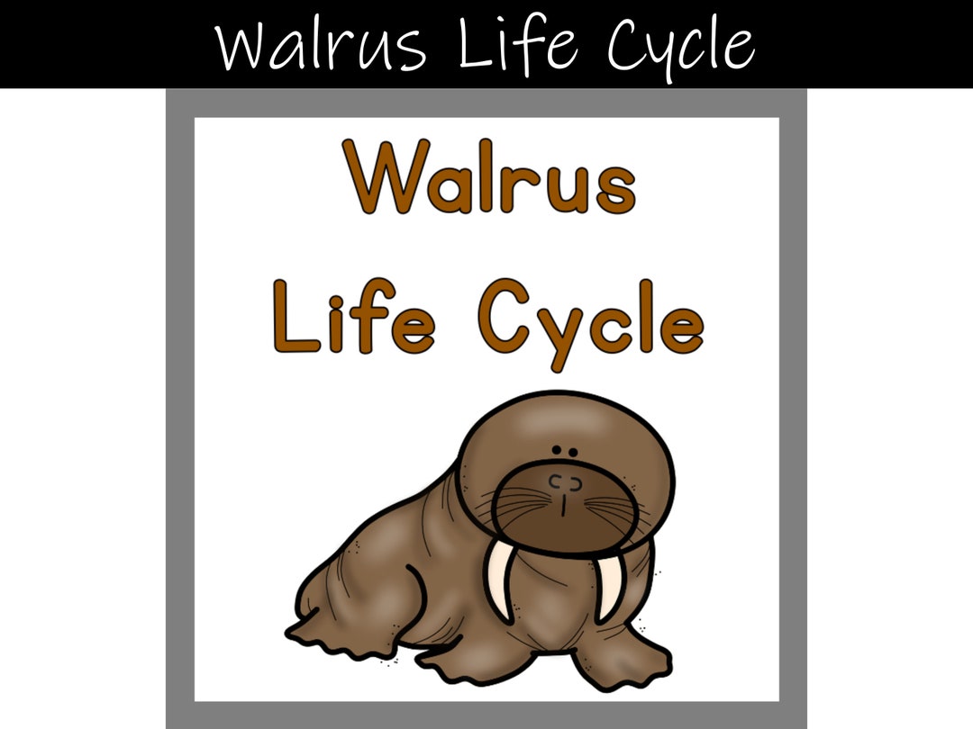 Walrus Life Cycle Digital Download Products Teacher Resources - Etsy