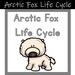 Arctic Fox Life Cycle Digital Download Products Teacher Resources - Etsy