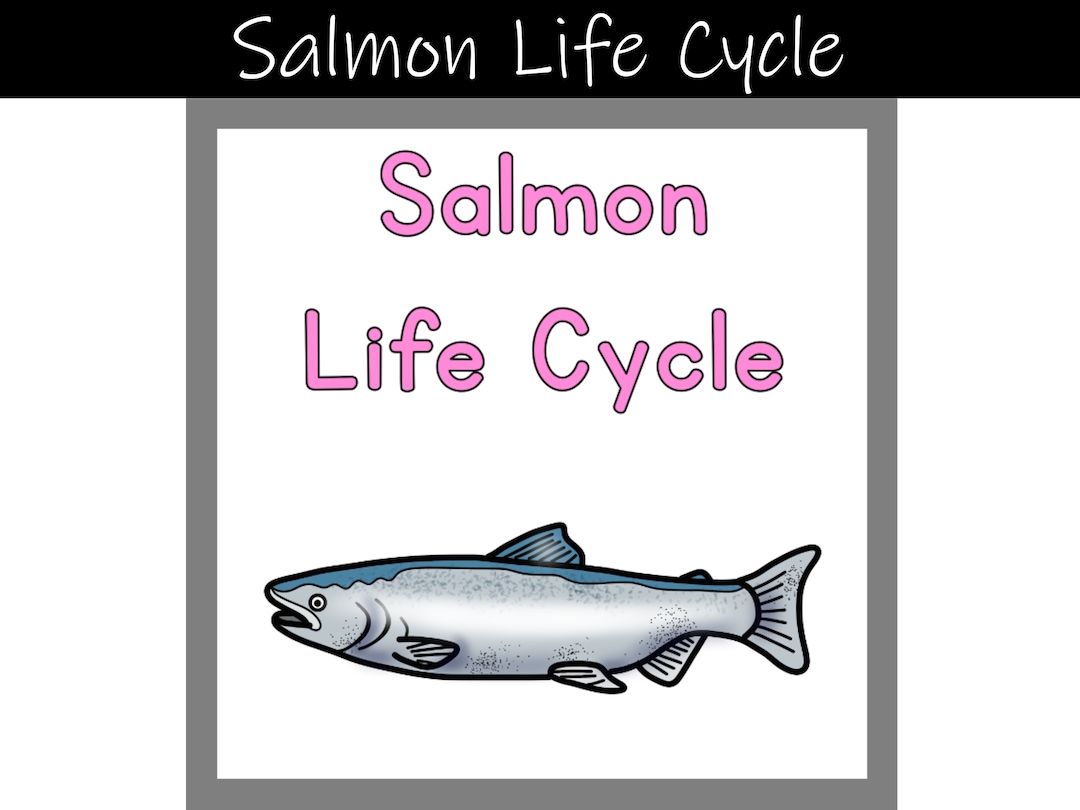 Salmon Life Cycle Digital Download Products Teacher Resources - Etsy