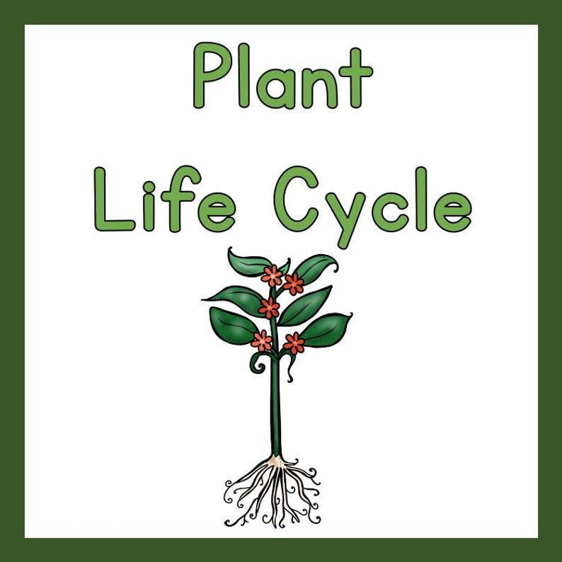 Plant Life Cycle | Digital Download Products | Teacher Resources - Etsy