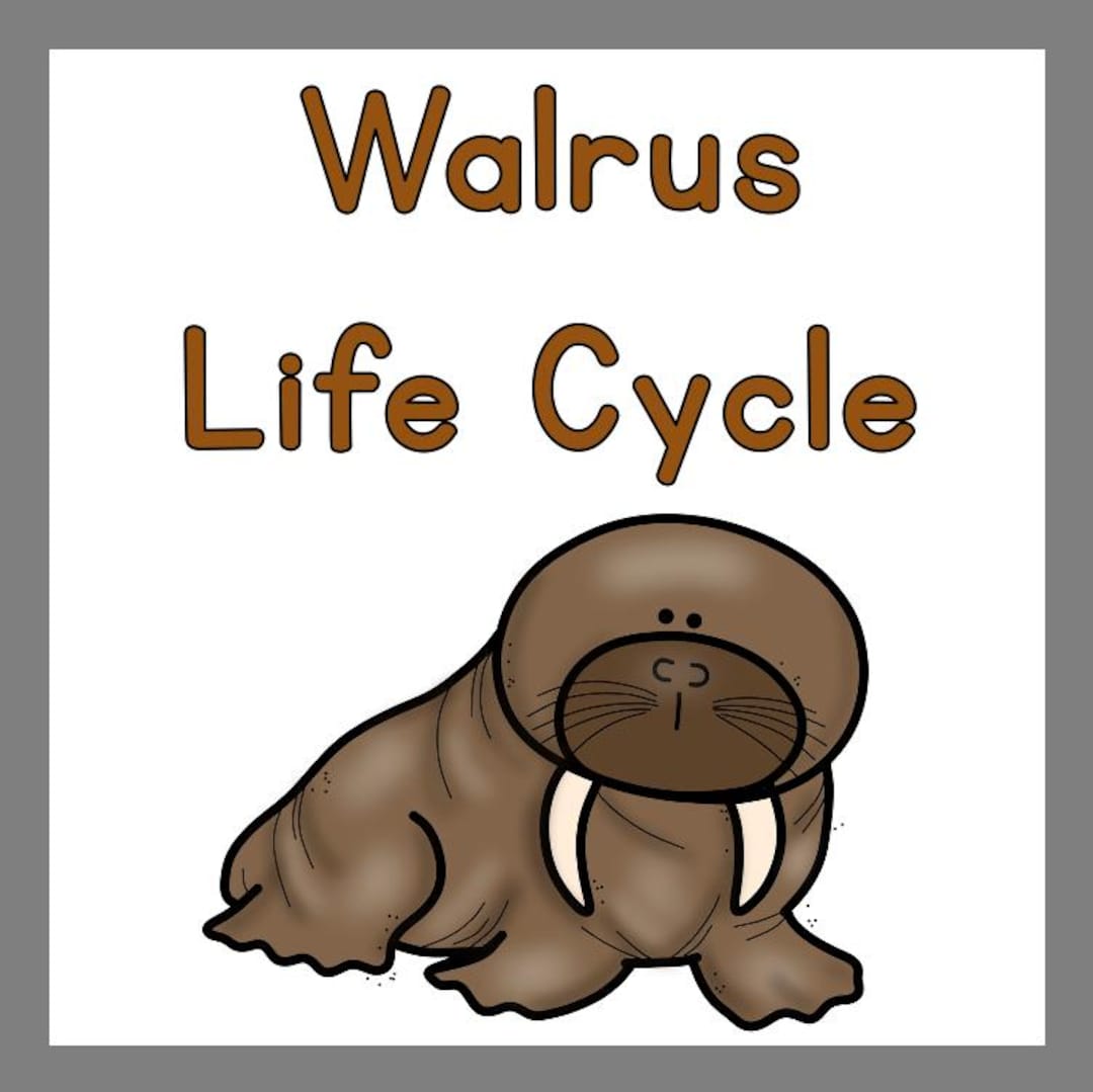 Walrus Life Cycle | Digital Download Products | Teacher Resources - Etsy UK