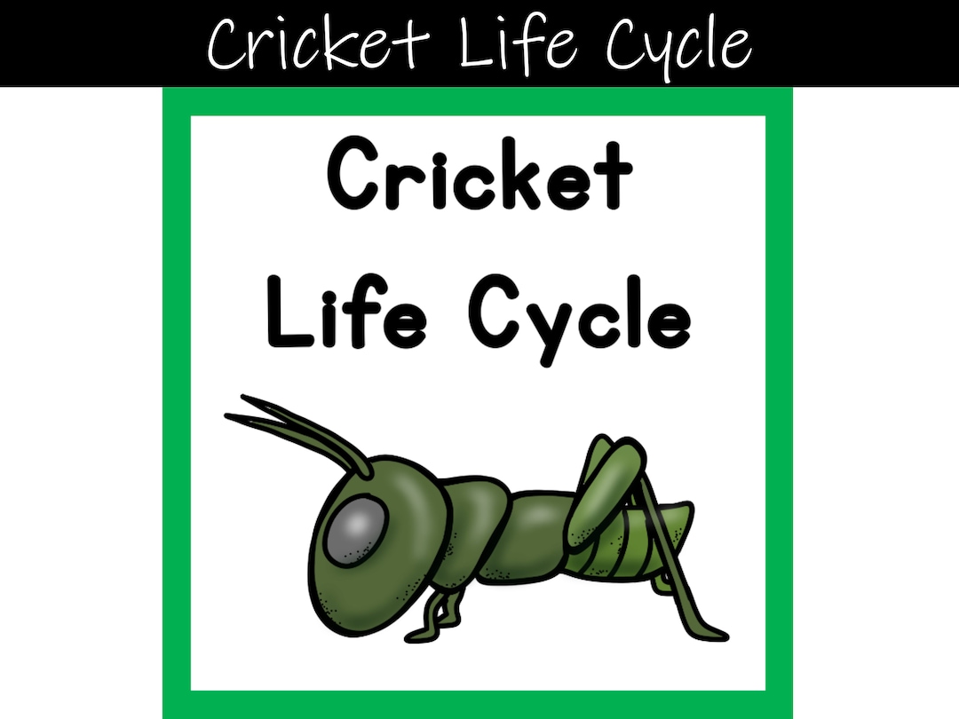 Cricket Life Cycle Digital Download Products Teacher Resources - Etsy