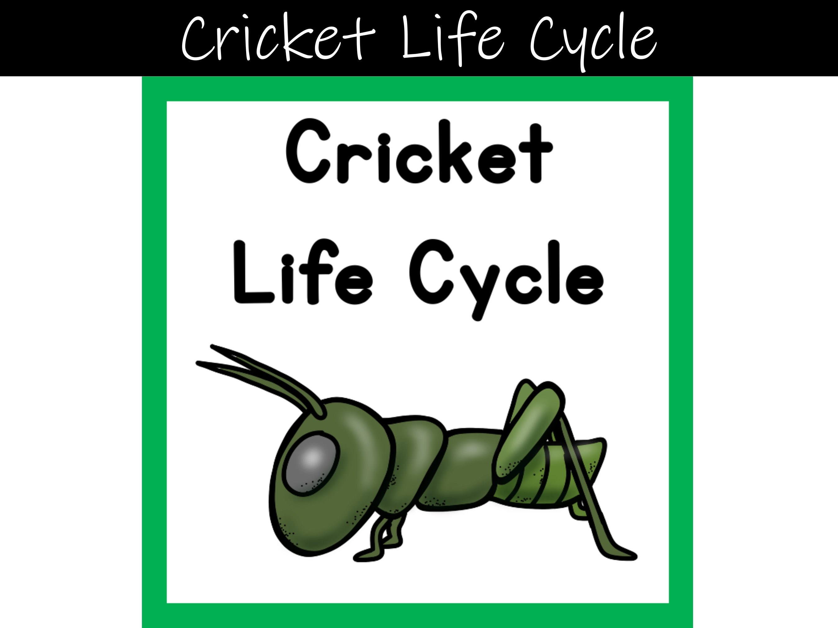 Cricket Life Cycle Digital Download Products Teacher Resources - Etsy