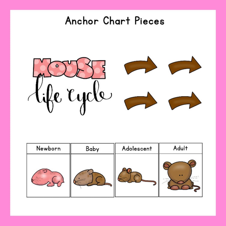 Mouse Life Cycle | Digital Download Products | Teacher Resources - Etsy