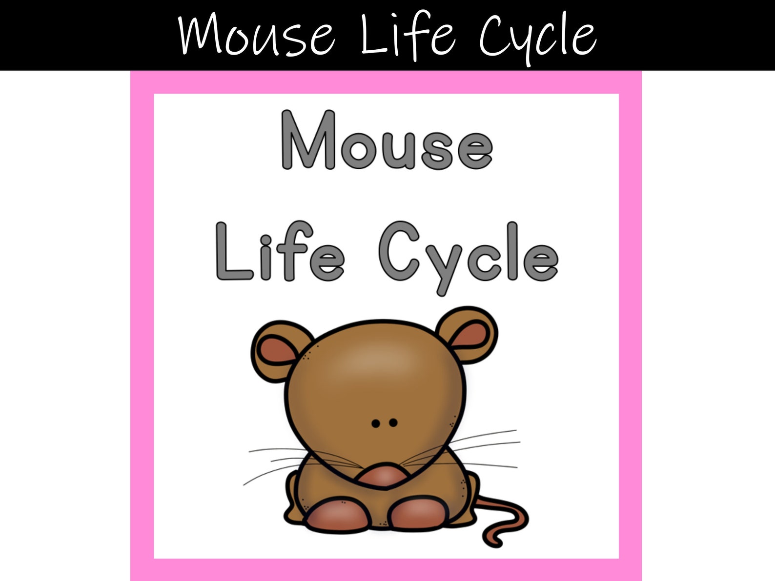 Mouse Life Cycle Digital Download Products Teacher Resources - Etsy