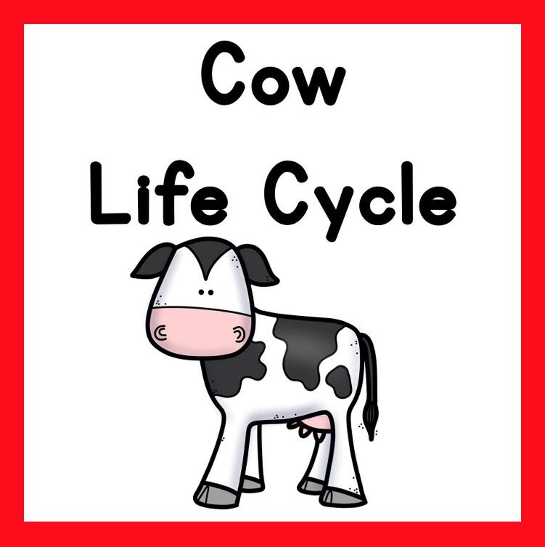 Cow Life Cycle | Digital Download Products | Teacher Resources - Etsy