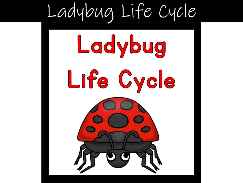 Ladybug Life Cycle Digital Download Products Teacher Resources - Etsy