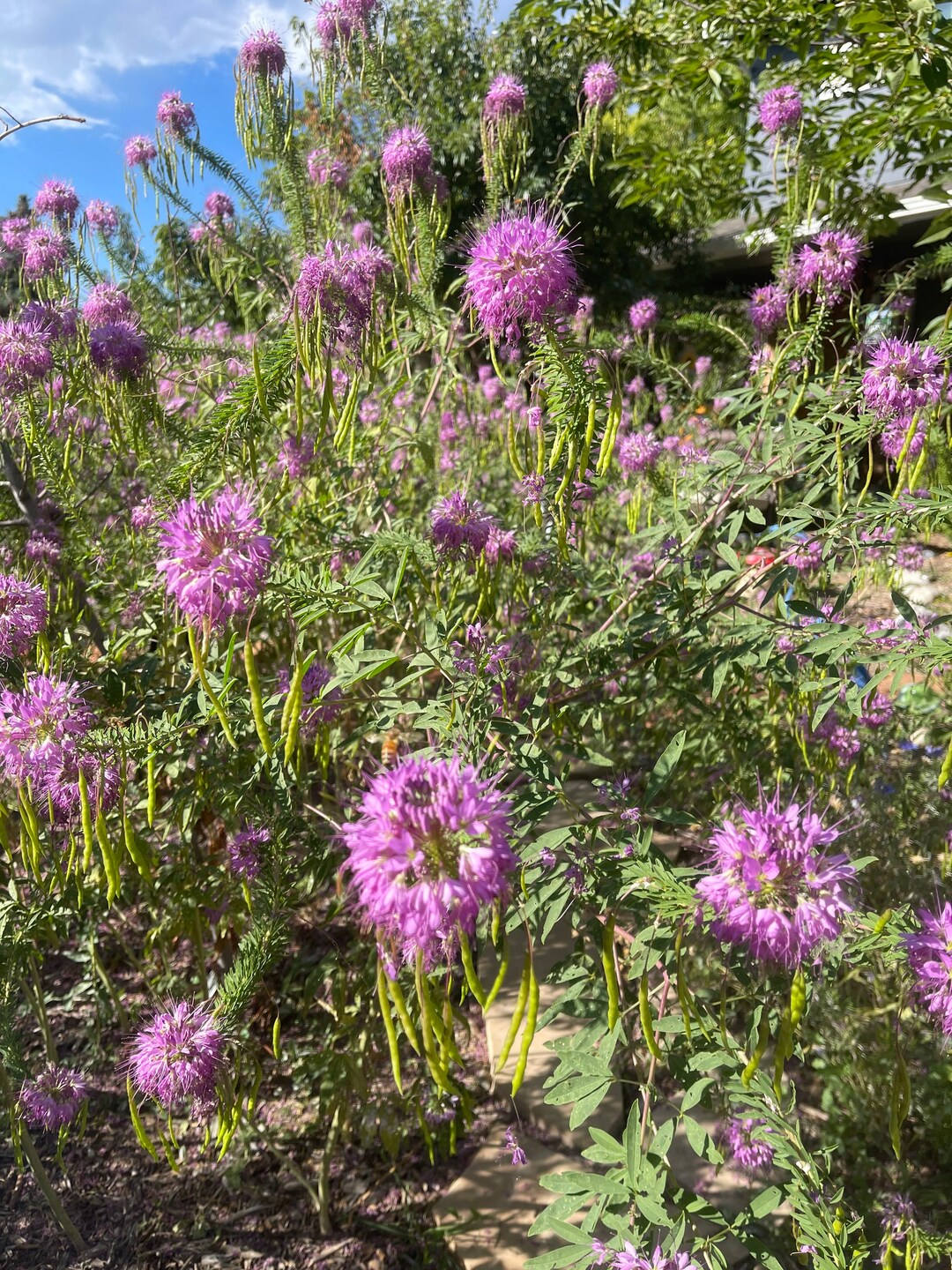 Rocky Mountain Bee Plant Seeds - Etsy