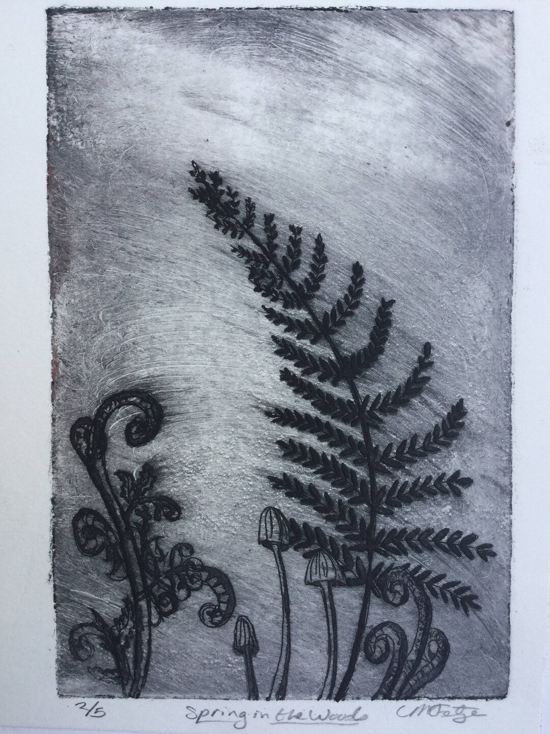 Zinc Plate Etching of Ferns and Mushroomsspring in the Woods - Etsy