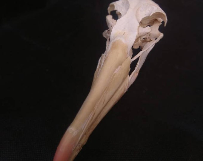 Real Skull Albatross. Perfect and Nice. Taxidermy Osteology History ...