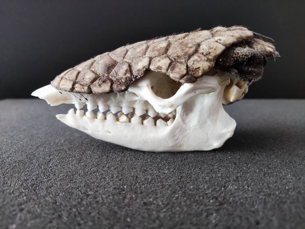 Giant Armadillo Teeth