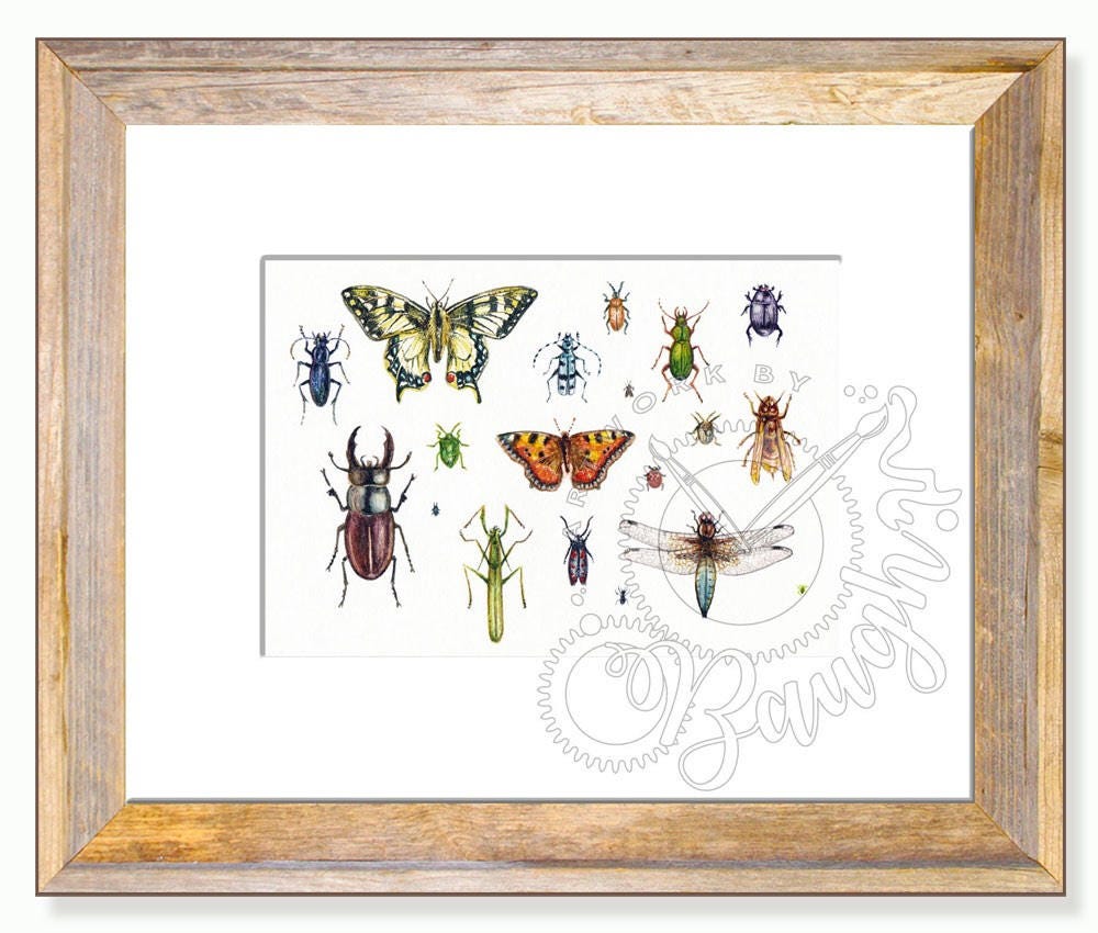 Bugs Life Print Insects Insect Print Natural History - Etsy