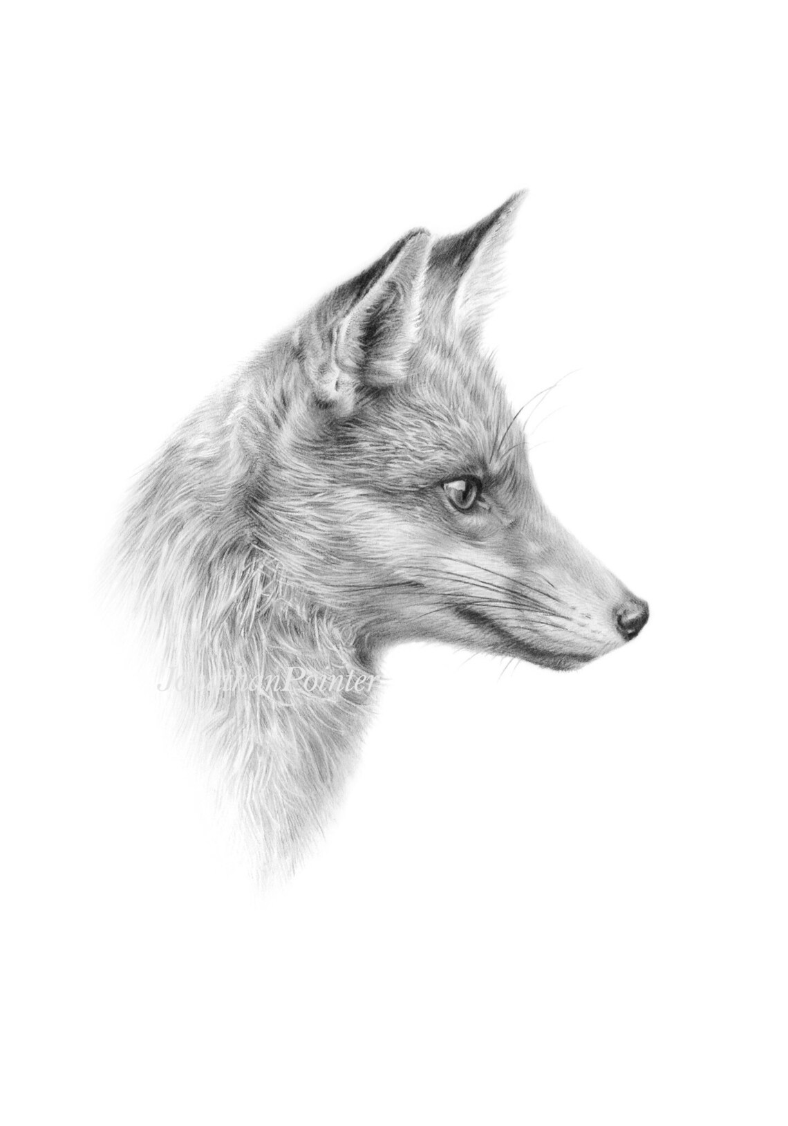 Vixen (red Fox) A4 Signed Fine Art Print - Etsy